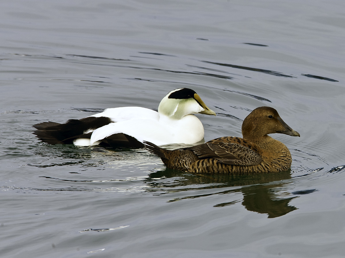 Pair of Common Eiders | FWS.gov